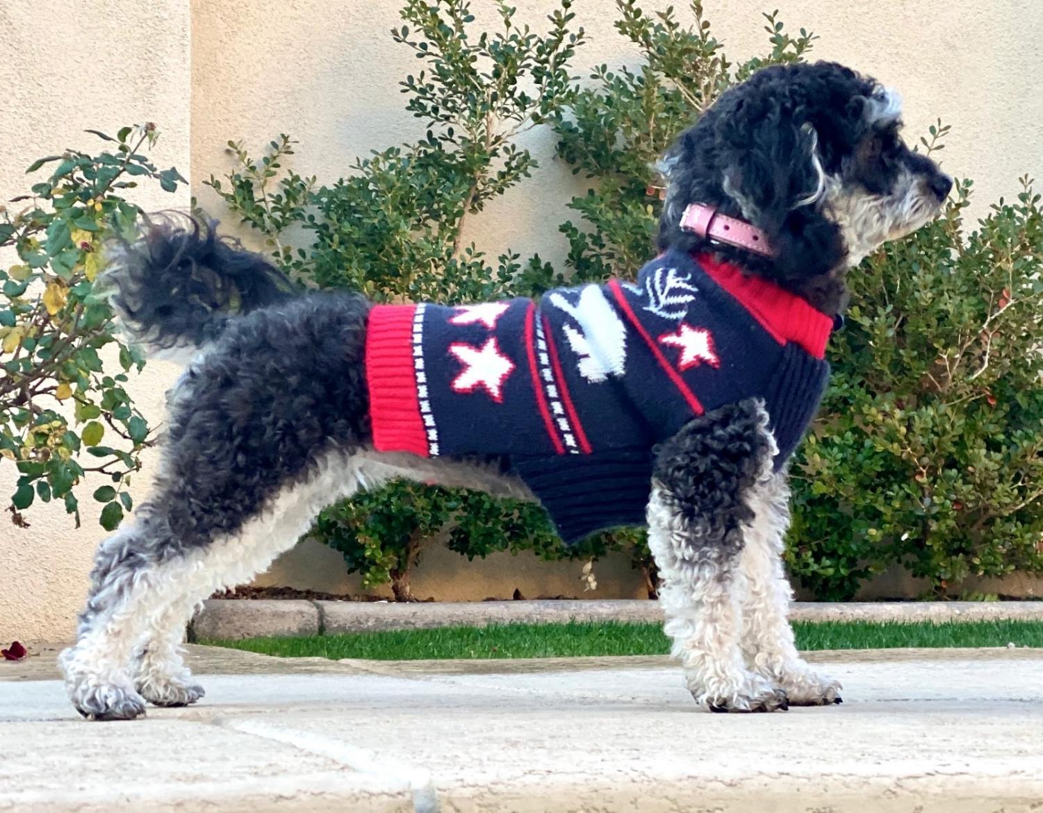 BVM Sisters get a new dog for the convent – XPress